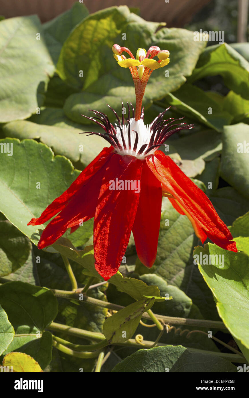 Fort Bassein High Resolution Stock Photography and Images - Alamy
