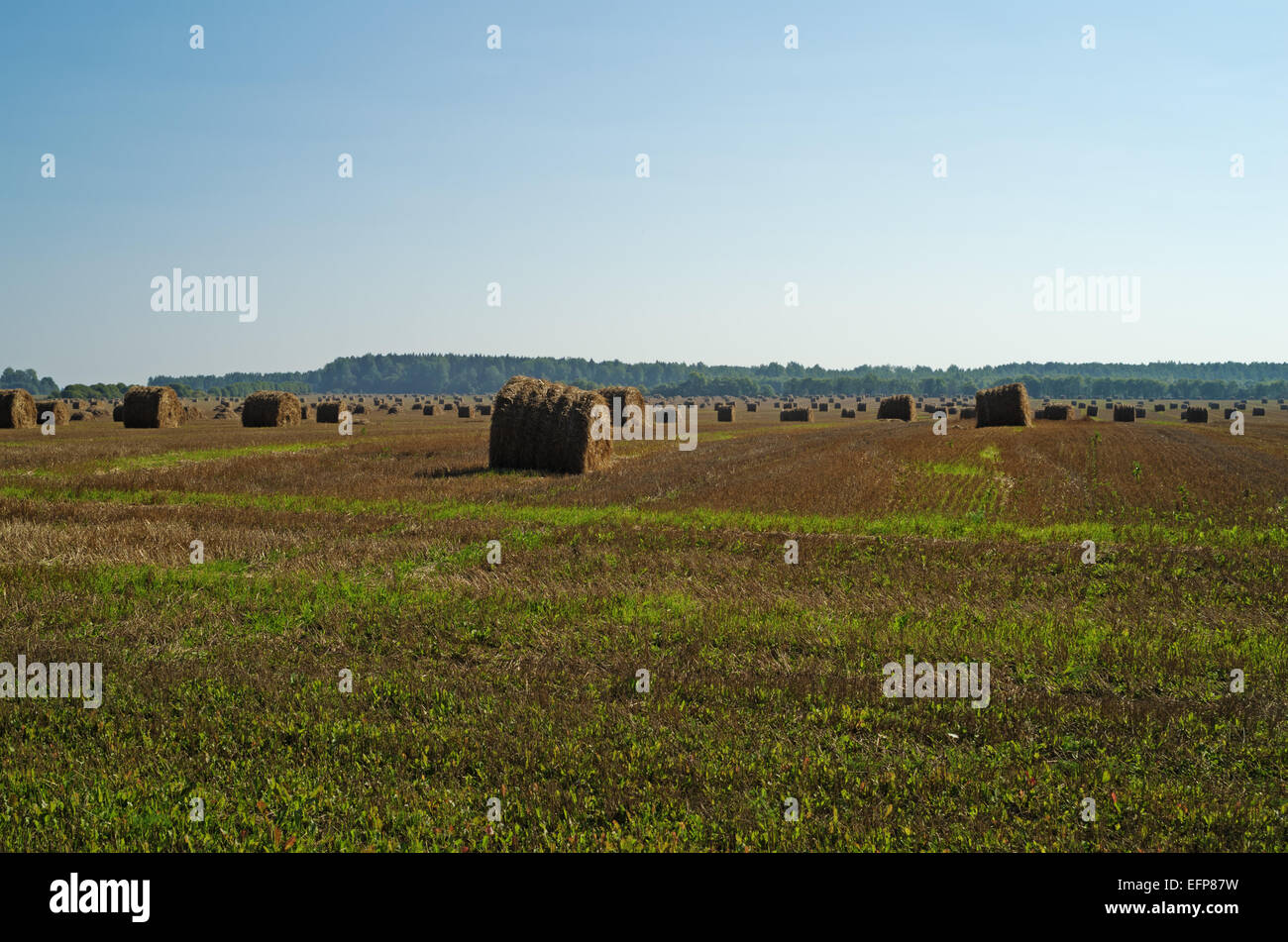 Agricultural autumn field. Evening light Stock Photo - Alamy
