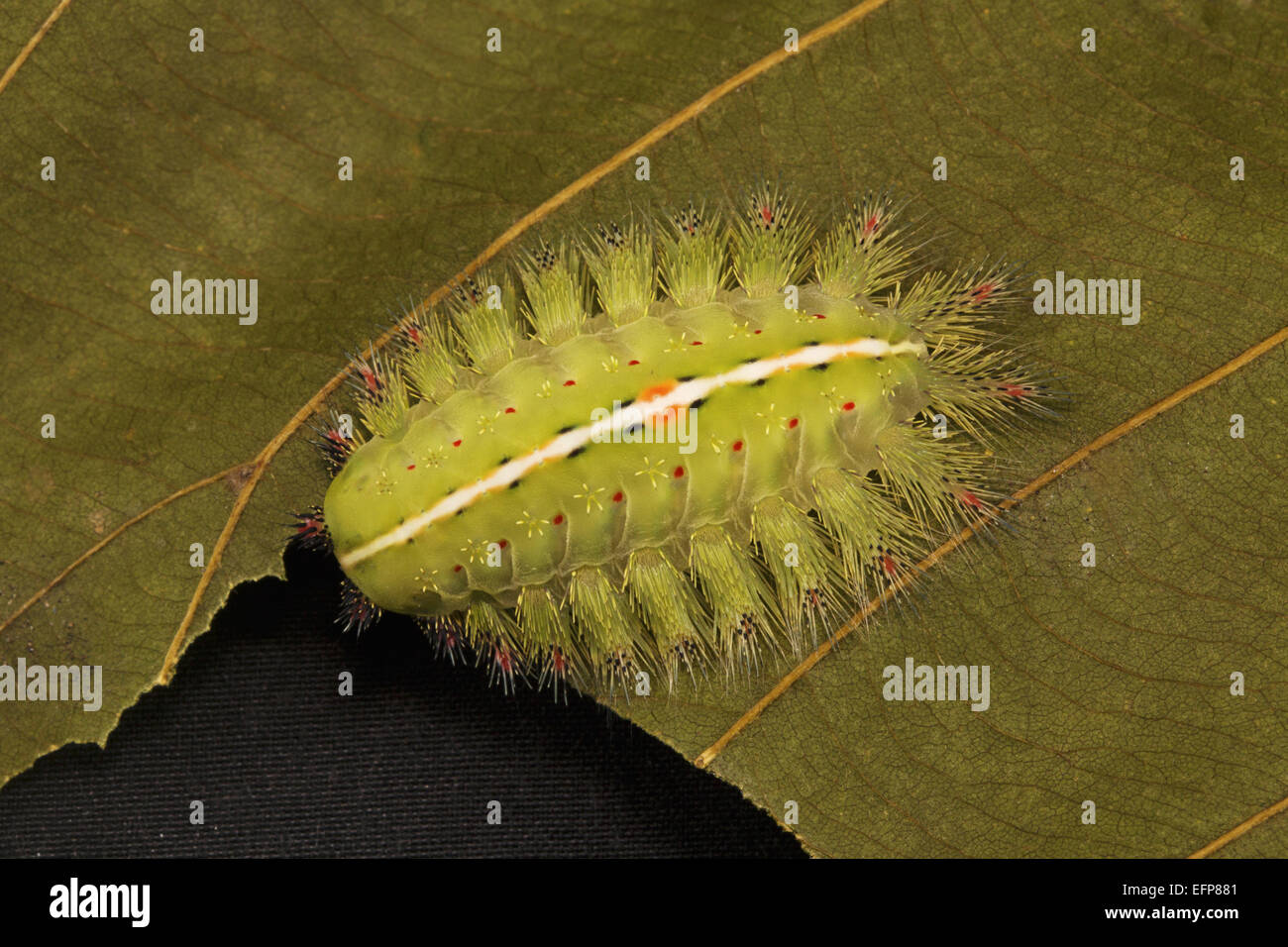 Limacodidae hi-res stock photography and images - Alamy