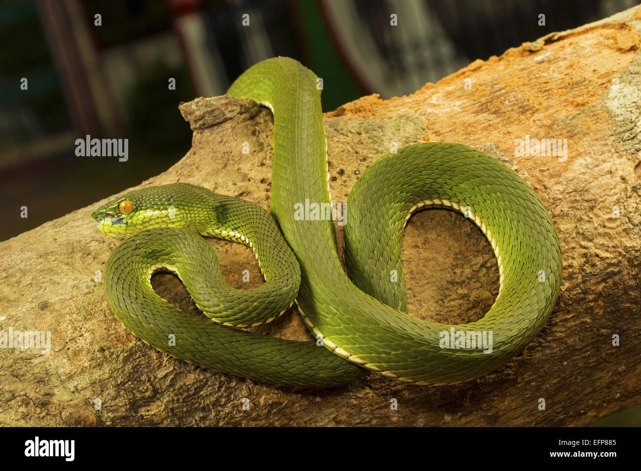 Viperidae, Red tailed pit viper, Trimeresurus erythrurus, Venomous ...