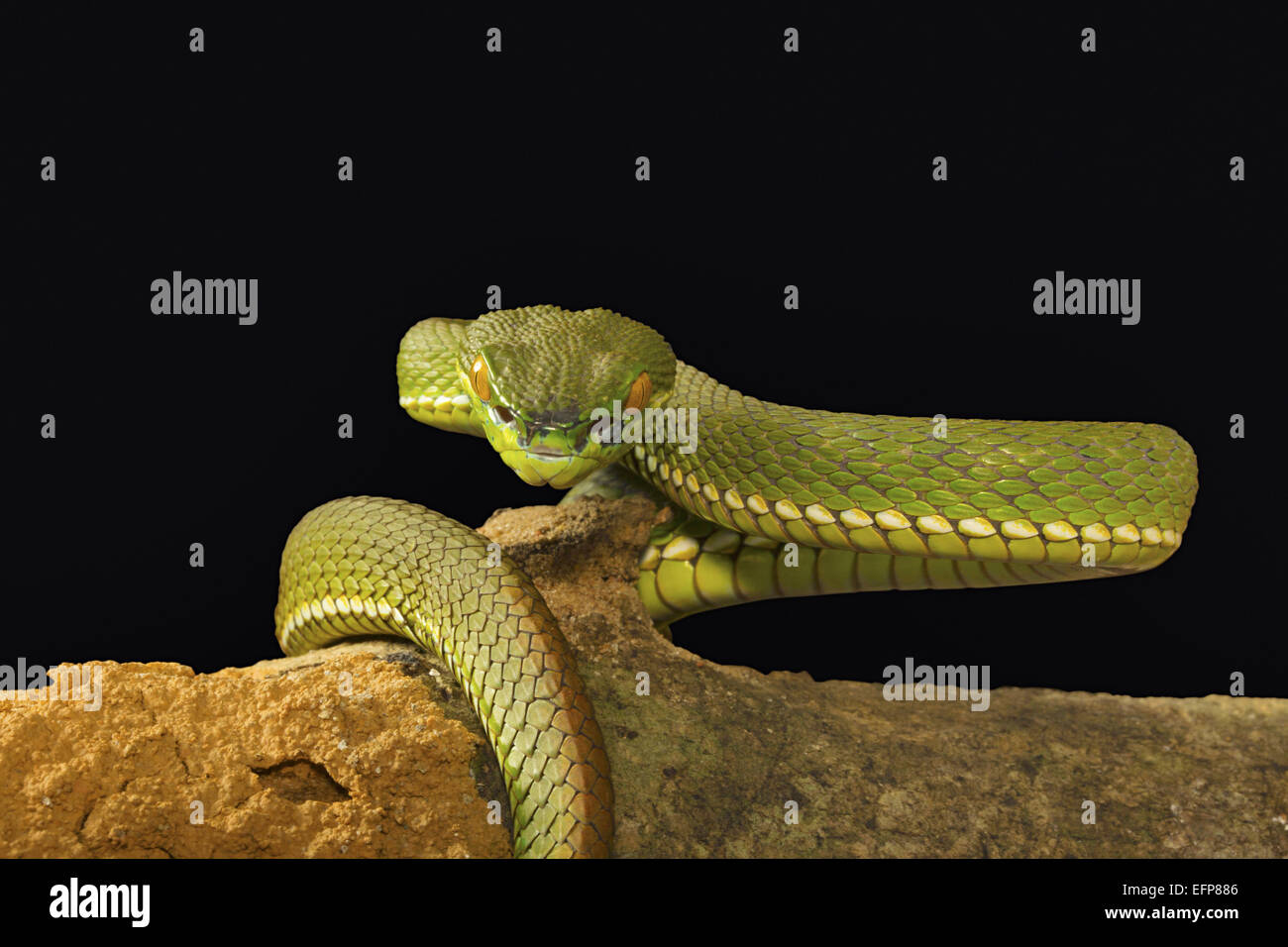 Viperidae, Red tailed pit viper, Trimeresurus erythrurus, Venomous ...