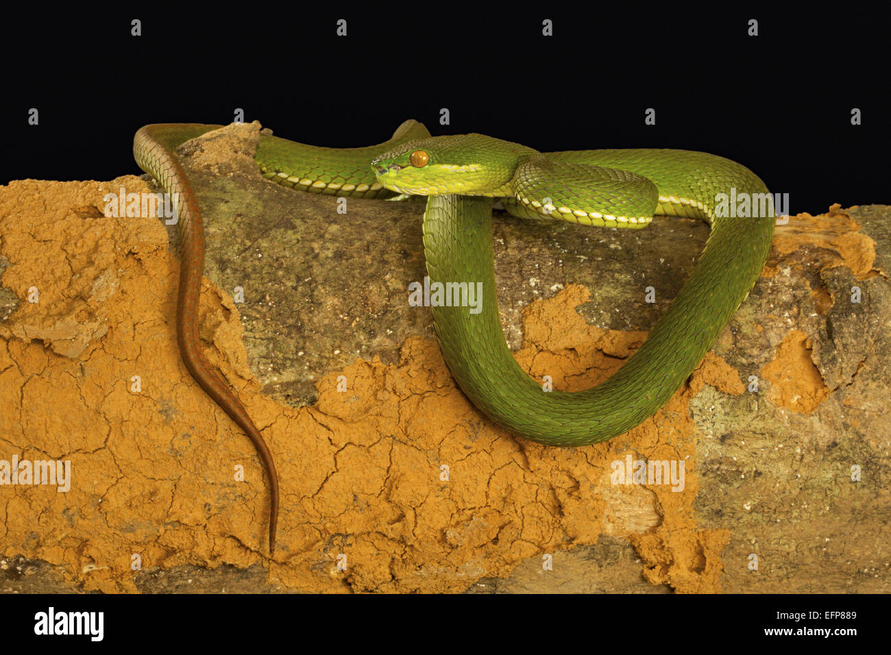 Viperidae, Red tailed pit viper, Trimeresurus erythrurus, Venomous ...
