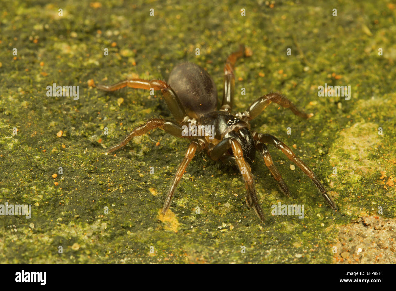 Mygalomorph spider hi-res stock photography and images - Alamy