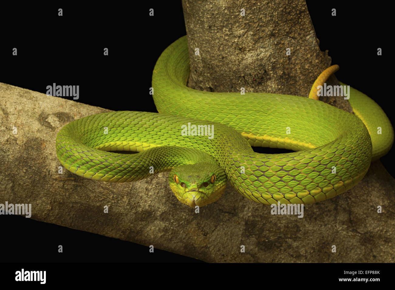 Viperidae, Red tailed pit viper, Trimeresurus erythrurus, Venomous ...