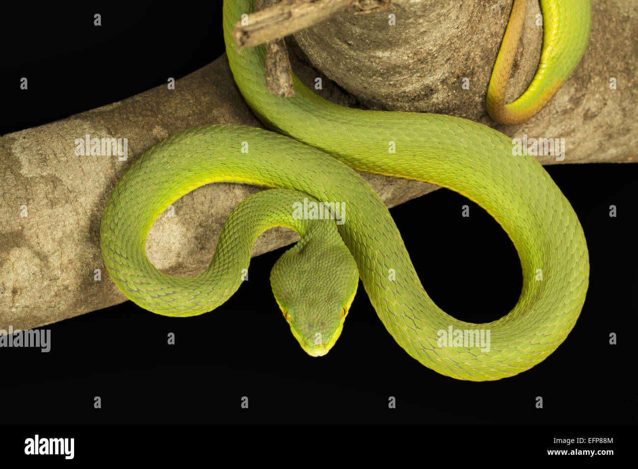 Viperidae, Red tailed pit viper, Trimeresurus erythrurus, Venomous ...