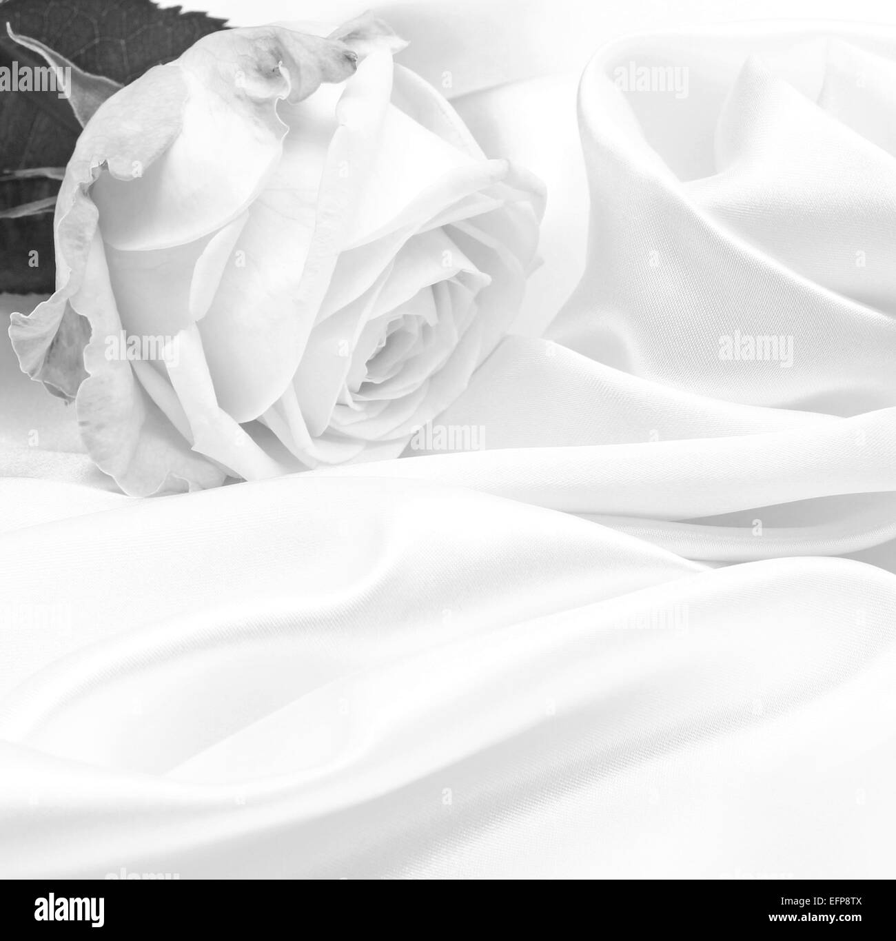 Special anniversary rose Black and White Stock Photos & Images - Alamy