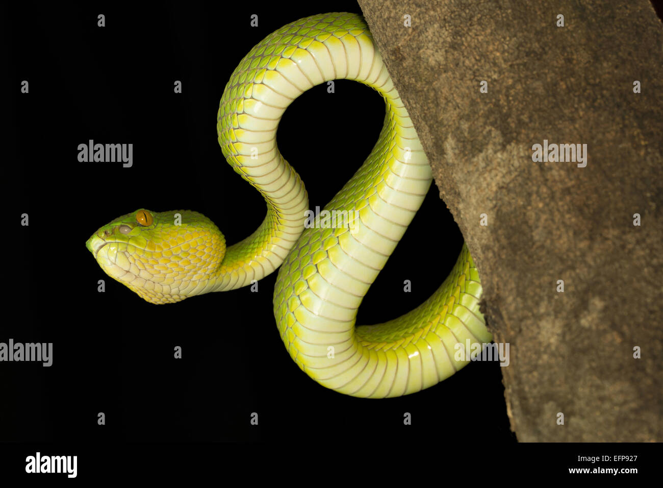 Viperidae, Red tailed pit viper, Trimeresurus erythrurus, Venomous ...