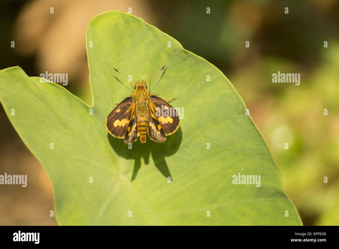 Dart butterfly hi-res stock photography and images - Alamy