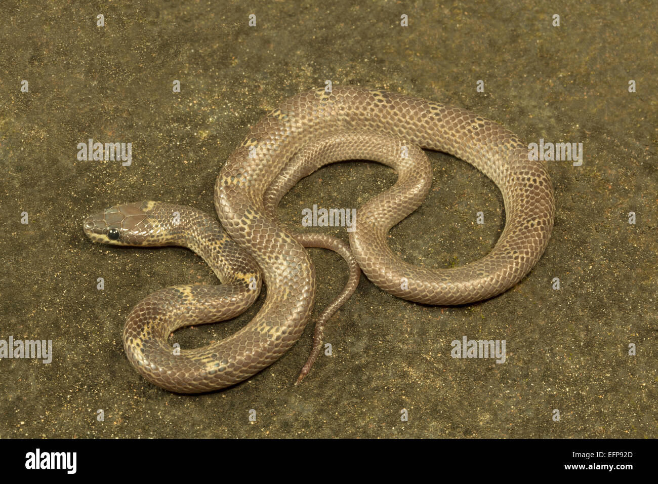 Colubridae, Common wolf snake, Lycodon aulicus, Bagafa FD. South ...