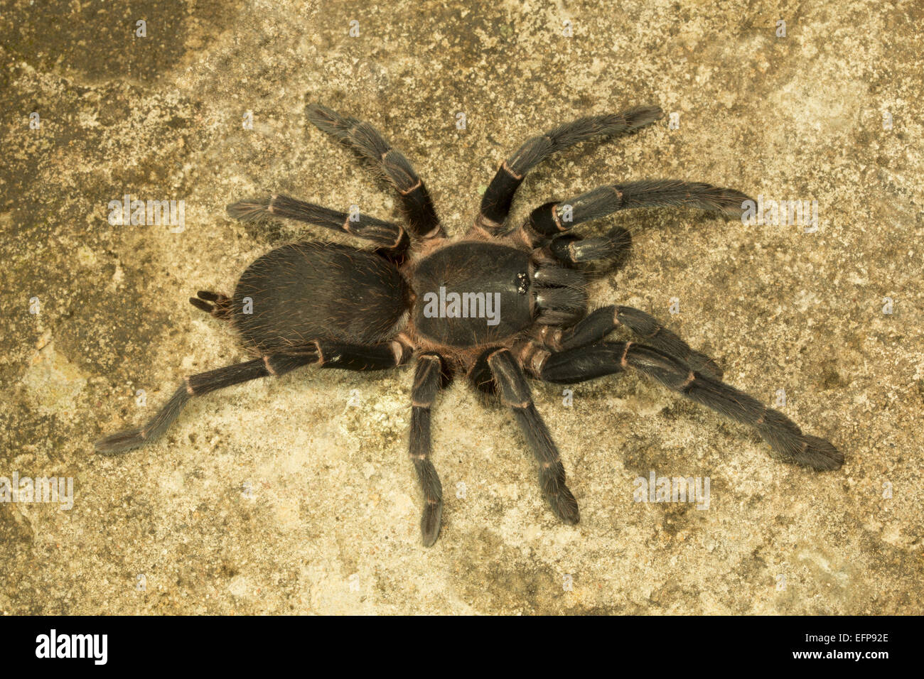 Theraphosidae, Tarantula, Chilobrachyus sp., Bagafa FD. South Tripura ...