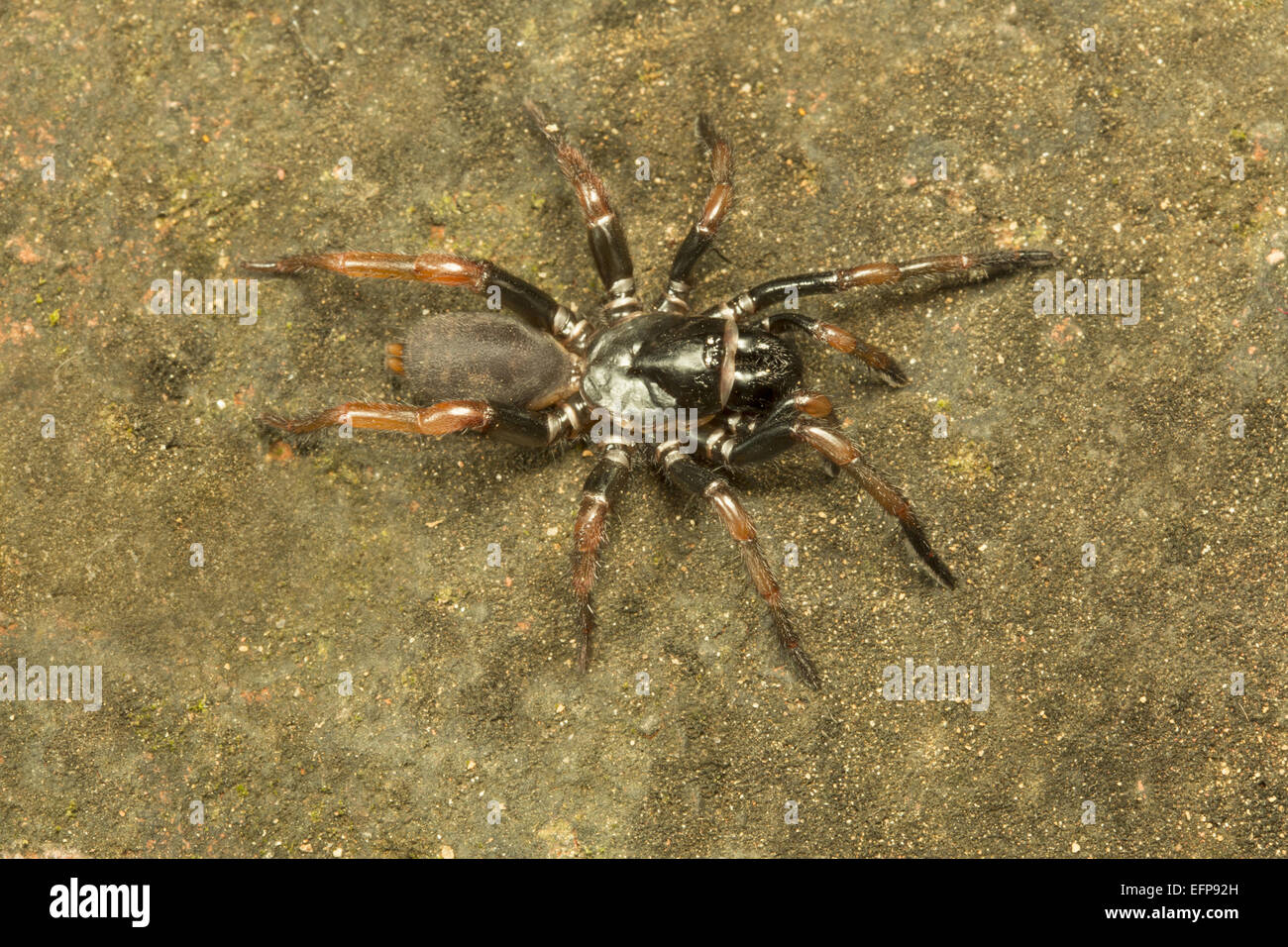 Nemesiidae, Manu, Tripura Stock Photo - Alamy