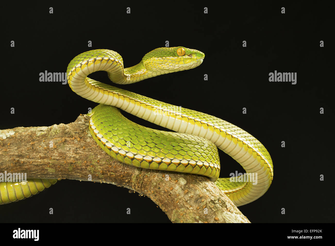 Viperidae, Red tailed pit viper, Trimeresurus erythrurus, Venomous ...