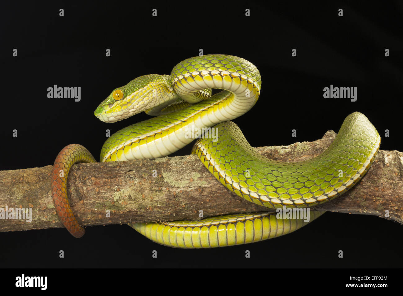 Viperidae, Red tailed pit viper, Trimeresurus erythrurus, Venomous ...