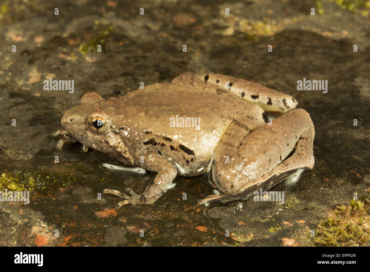 Microhyla berdmorei hi-res stock photography and images - Alamy