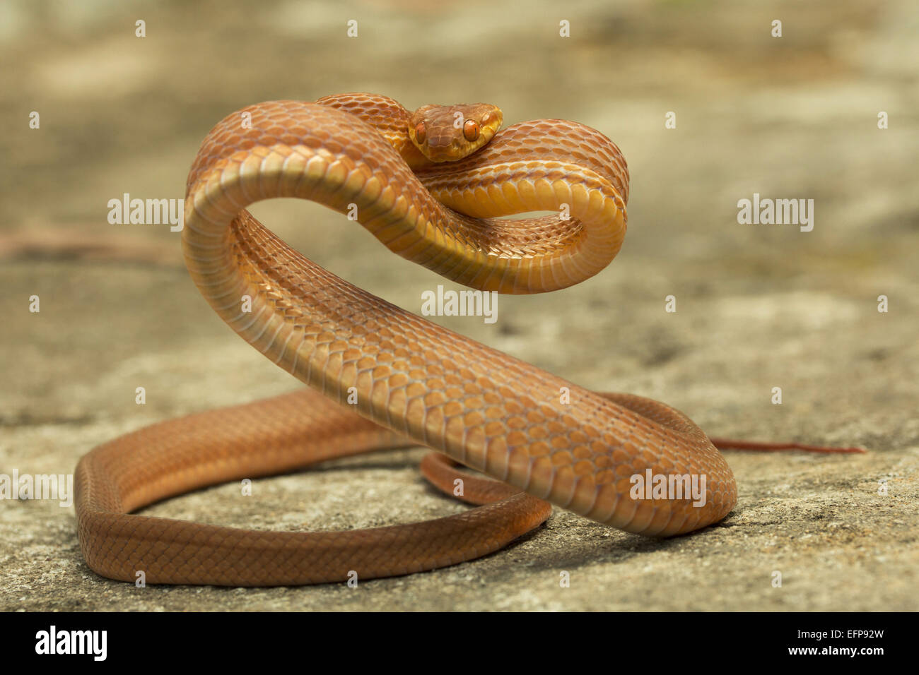 Brown racer snake hi-res stock photography and images - Alamy