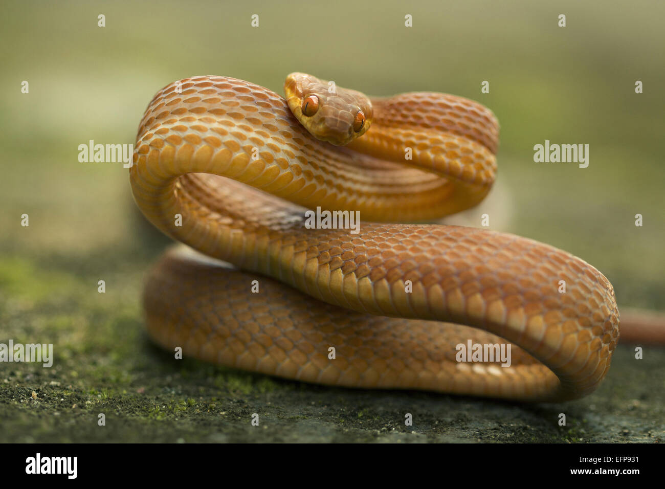 Brown racer snake hi-res stock photography and images - Alamy