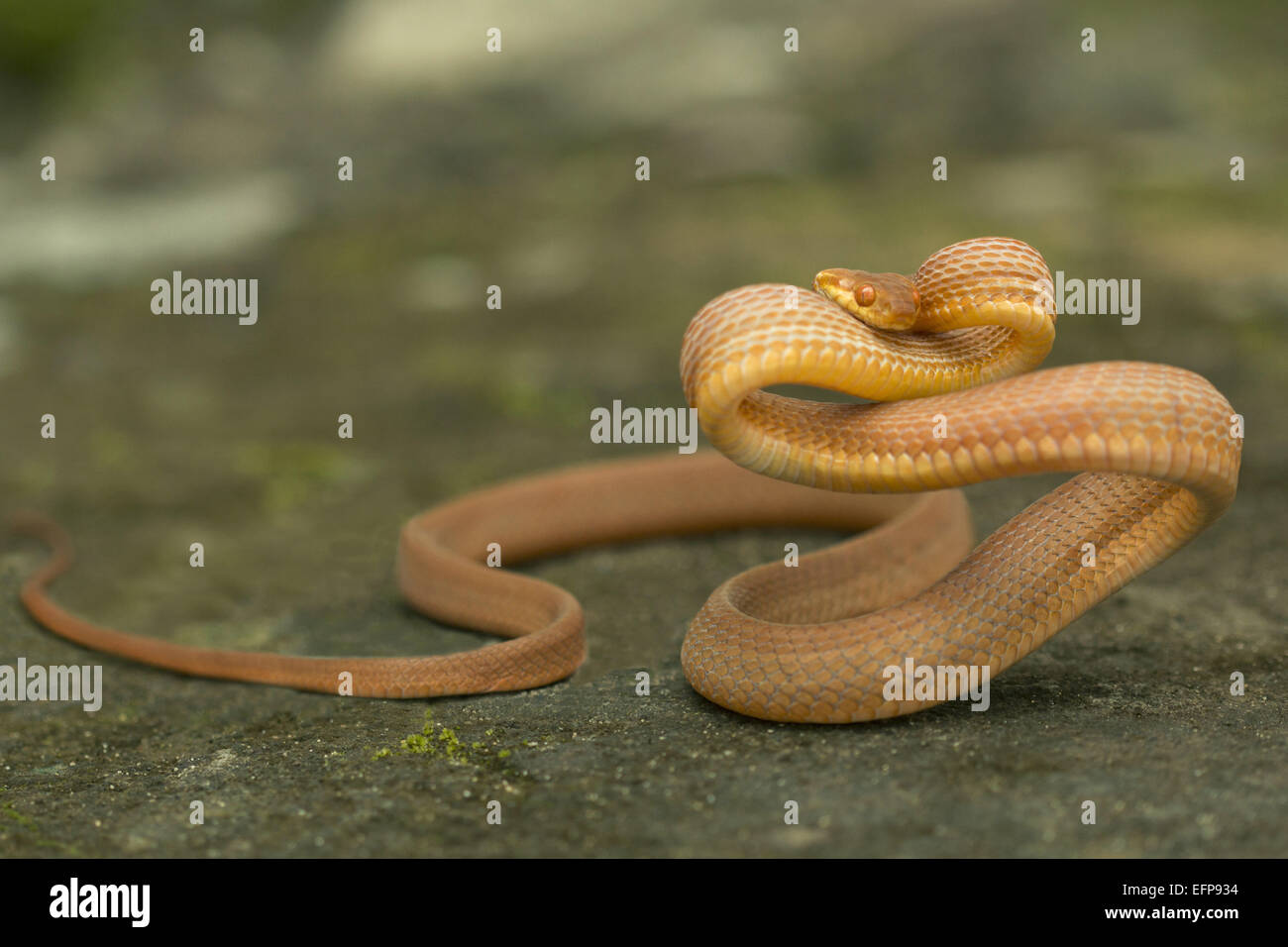 Colubridae, Tawny cat snake, Boiga ochracea, Gumti WLS, Tripura Stock ...