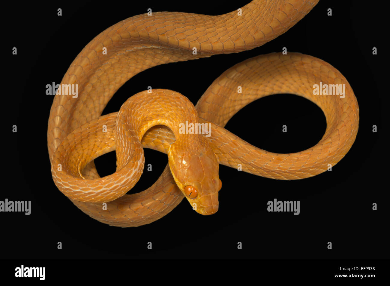 Colubridae, Tawny cat snake, Boiga ochracea, Gumti WLS, Tripura Stock ...