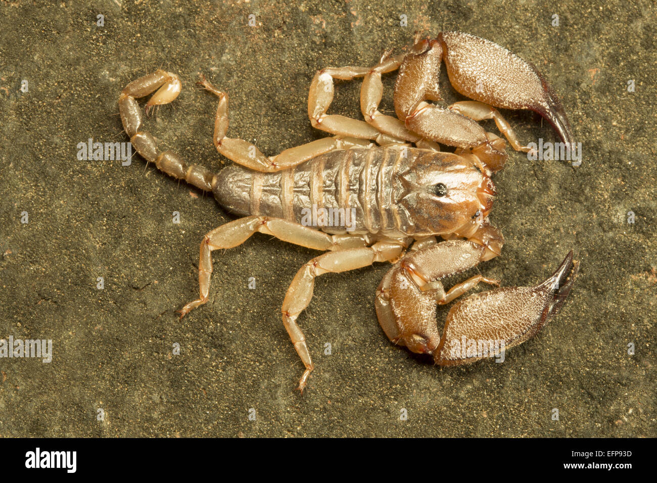 Small Scorpion High Resolution Stock Photography and Images - Alamy