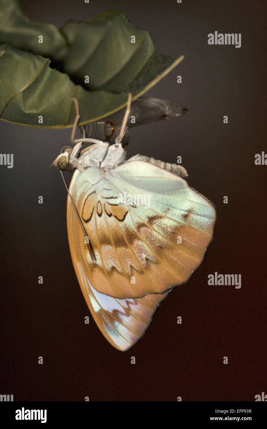 Plain butterfly hi-res stock photography and images - Alamy