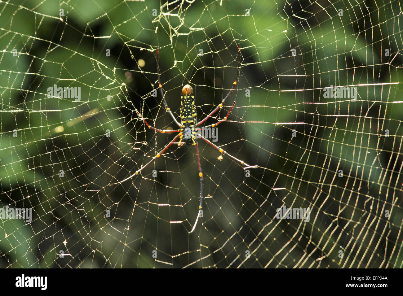 Giant wood spider hi-res stock photography and images - Alamy