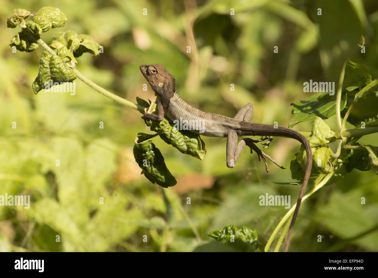 Agamidae, Garden lizard, Calotes sp., Jampui hills, Tripura Stock Photo ...