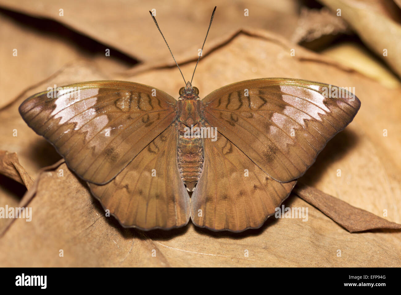 Powdered Baron ( Female ) - Euthalia monina butterfly, Trishna WLS ...