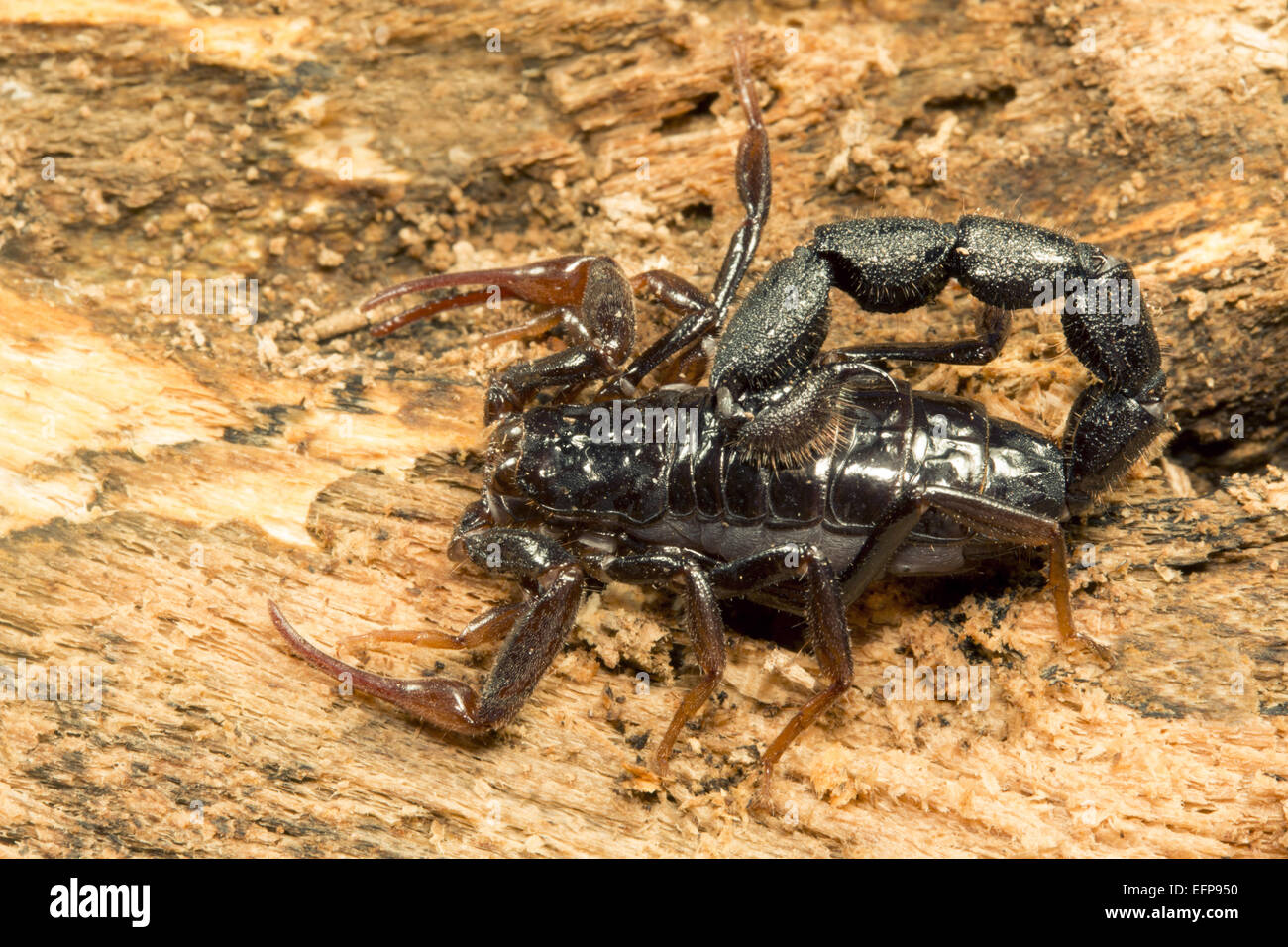 Scorpion, Taicharmus sp., Jampui hills, Tripura A buthid scorpion which ...