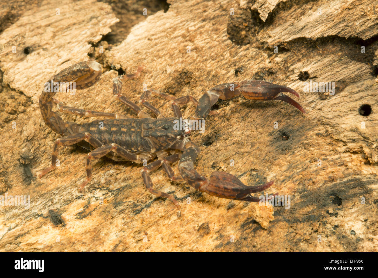 Small scorpion hi-res stock photography and images - Alamy