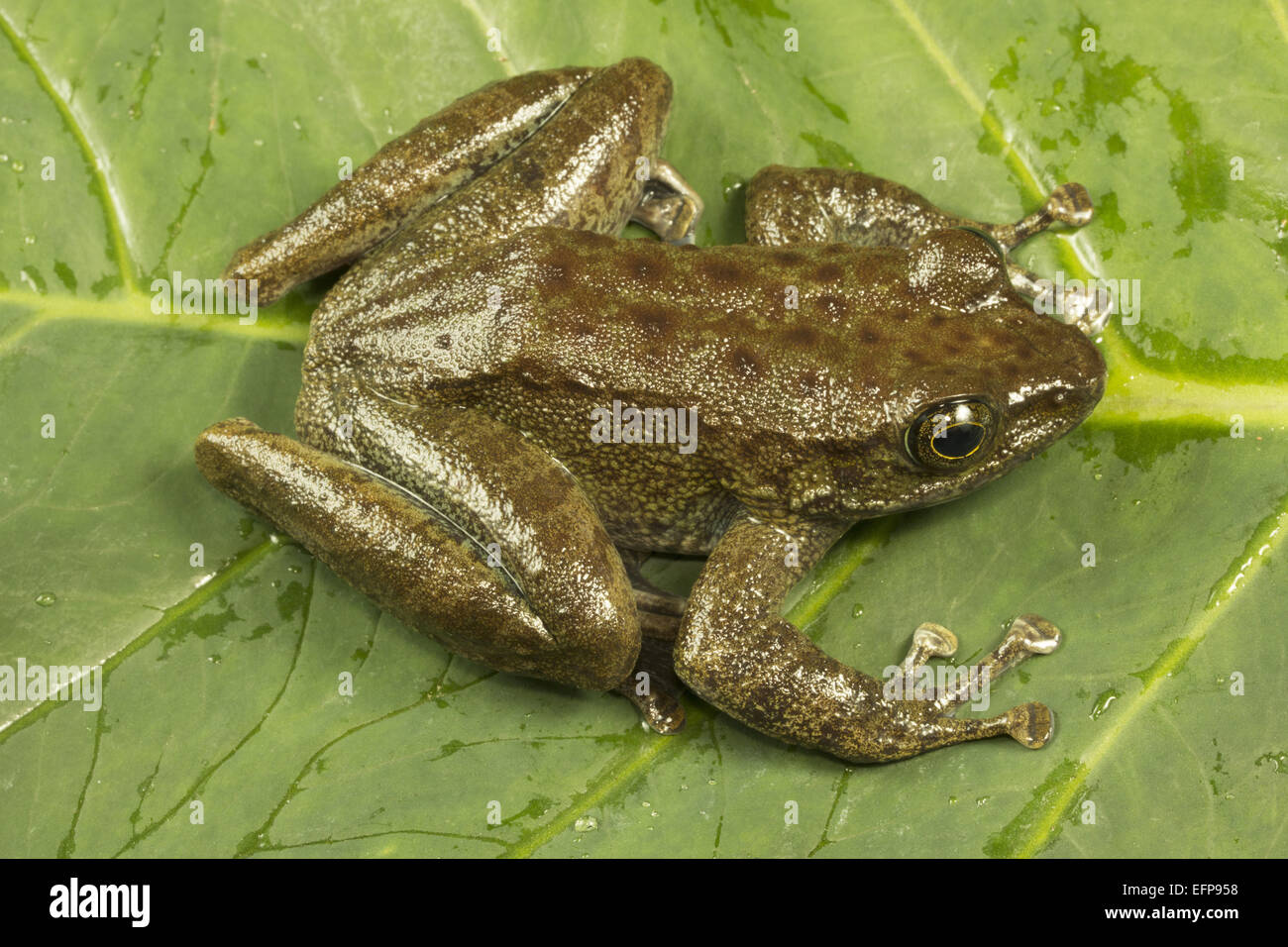 Ranidae, Torrent frog, Amolops sp., Jampui hills, Tripura Stock Photo ...