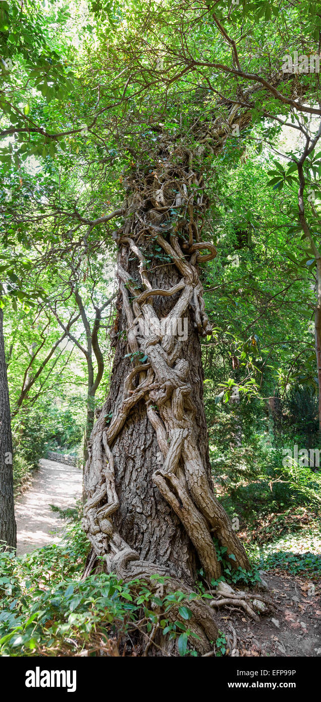 Vertical panorama of tree trunk entwined with ivy, can be used as ...