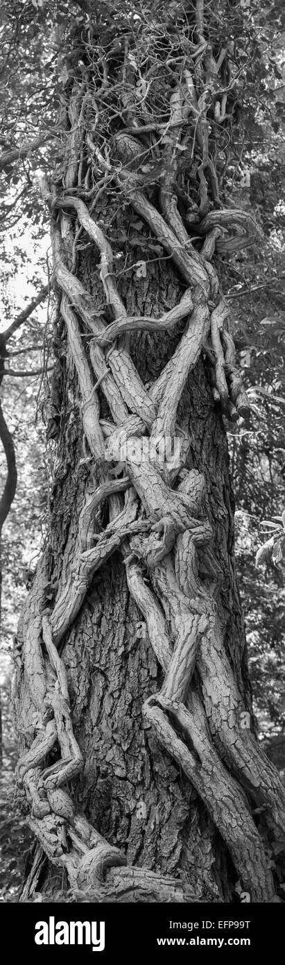 Vertical black and white panorama tree trunk entwined with ivy, can be ...