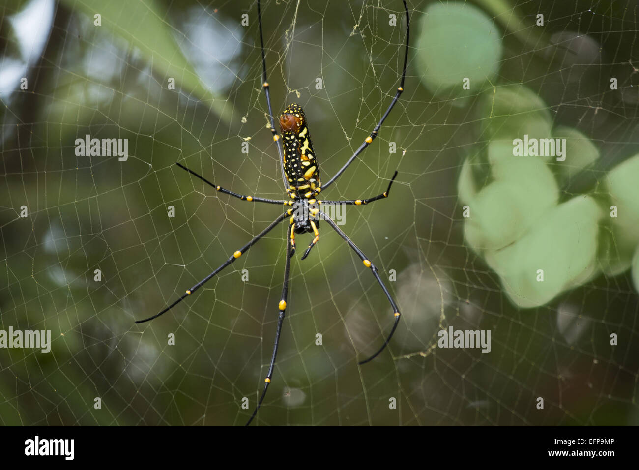 Giant wood spider, Nephila sp., Manu, Tripura A large spider that makes ...