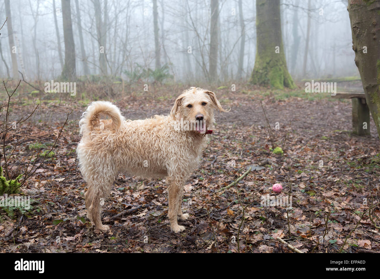 Yellow Labradoodle Portrait Stock Photo - Alamy