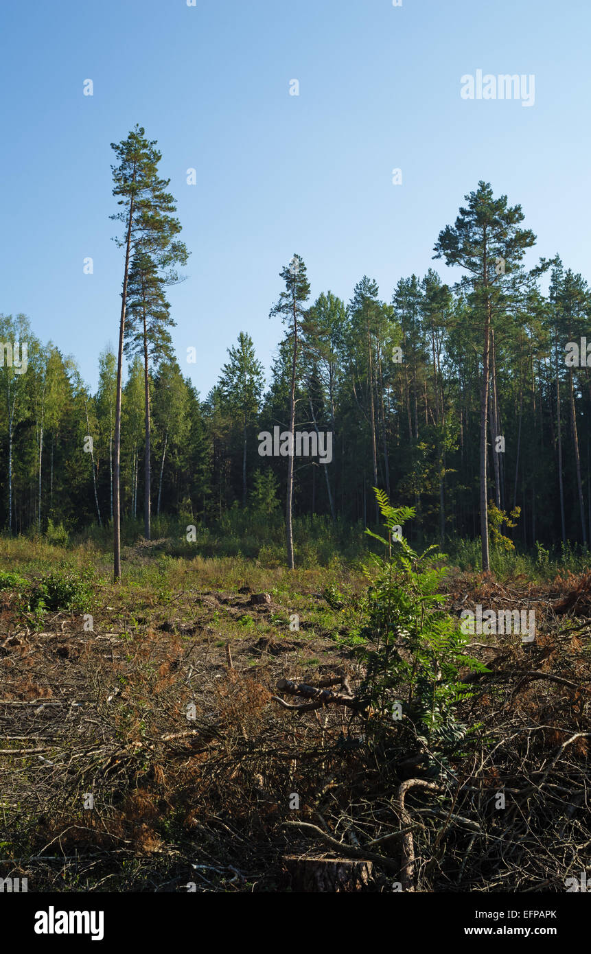 Pine wood and cutting down Stock Photo - Alamy