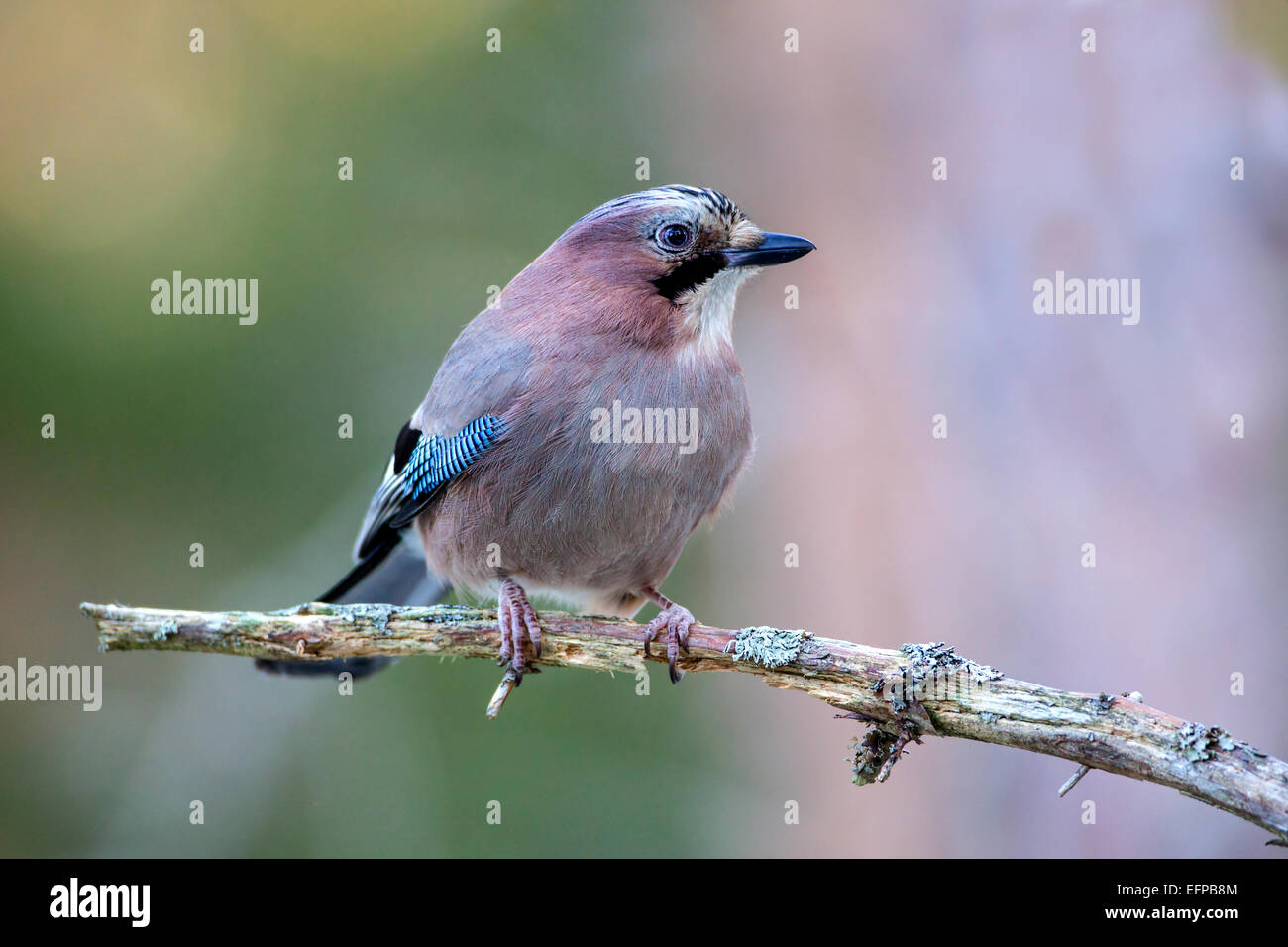 Jay bird hi-res stock photography and images - Alamy
