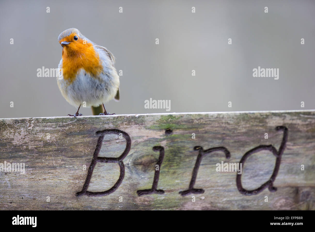 Funny robin hi-res stock photography and images - Alamy