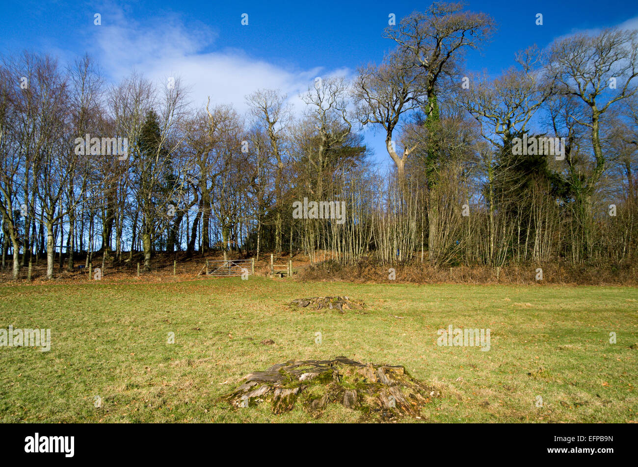 Public access to the woods hi-res stock photography and images - Alamy