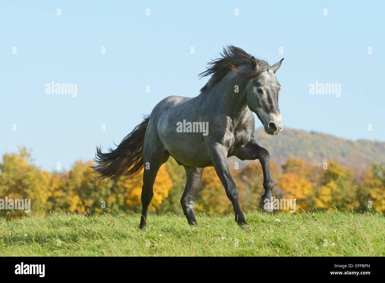 Connemara Pony Young gray stallion 2 years old galloping pasture ...
