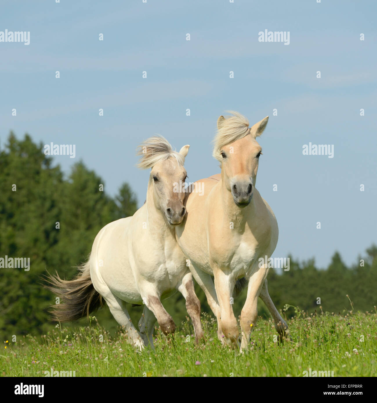 Yearlings hi-res stock photography and images - Alamy