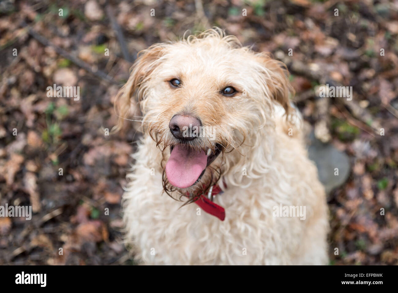 Yellow Labradoodle Portrait Stock Photo - Alamy