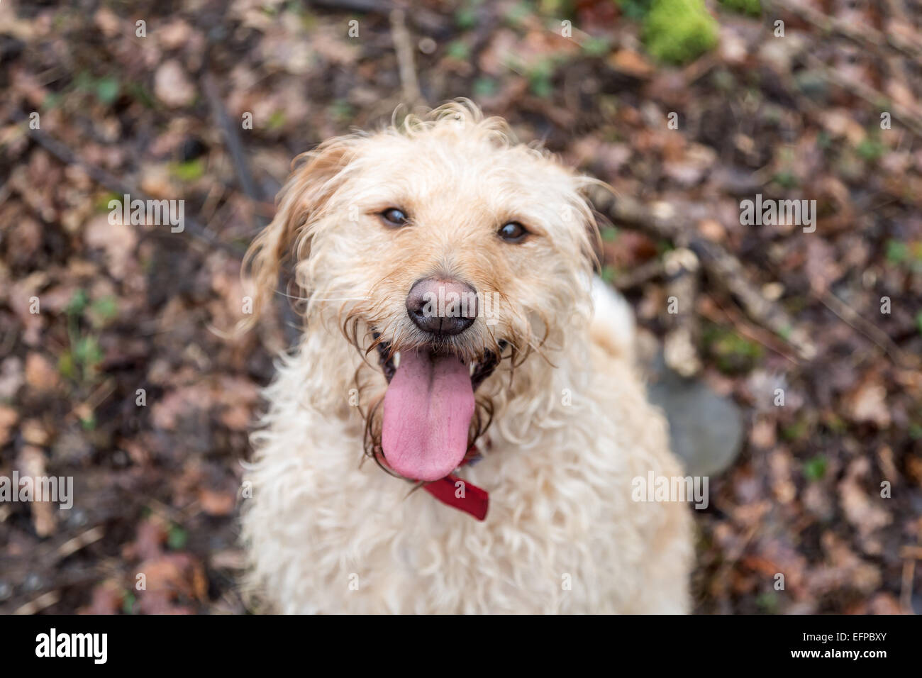 Yellow Labradoodle Portrait Stock Photo - Alamy