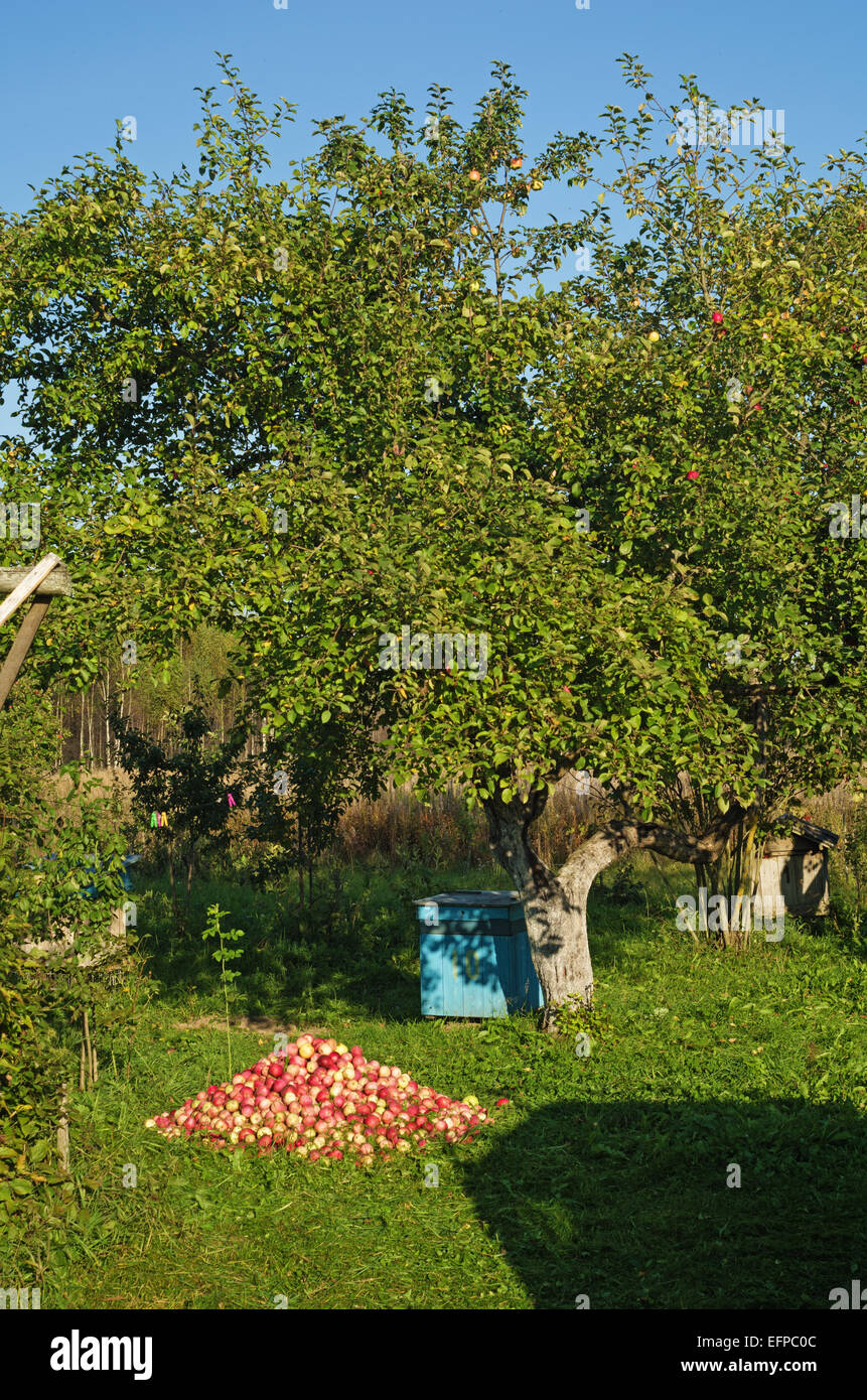 Old apple-trees and beehives in the village Stock Photo - Alamy