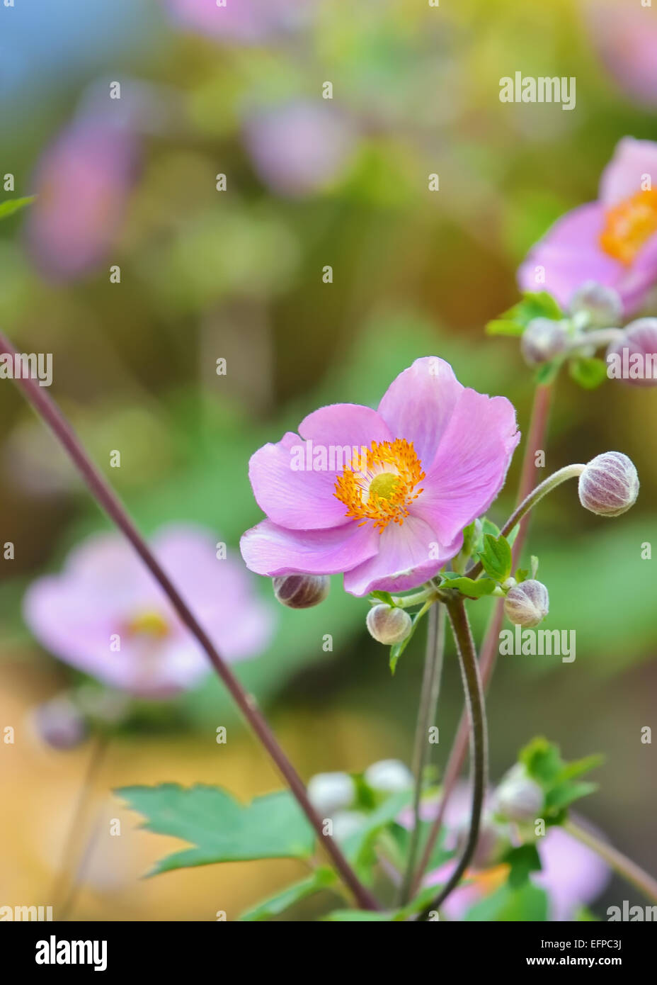 Geum quellyon flower in garden Stock Photo - Alamy