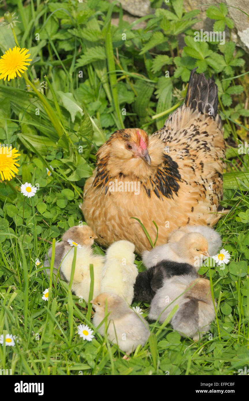 Domestic chicken Barbu d'Anvers Antwerp Belgian Belgian Bearded d ...