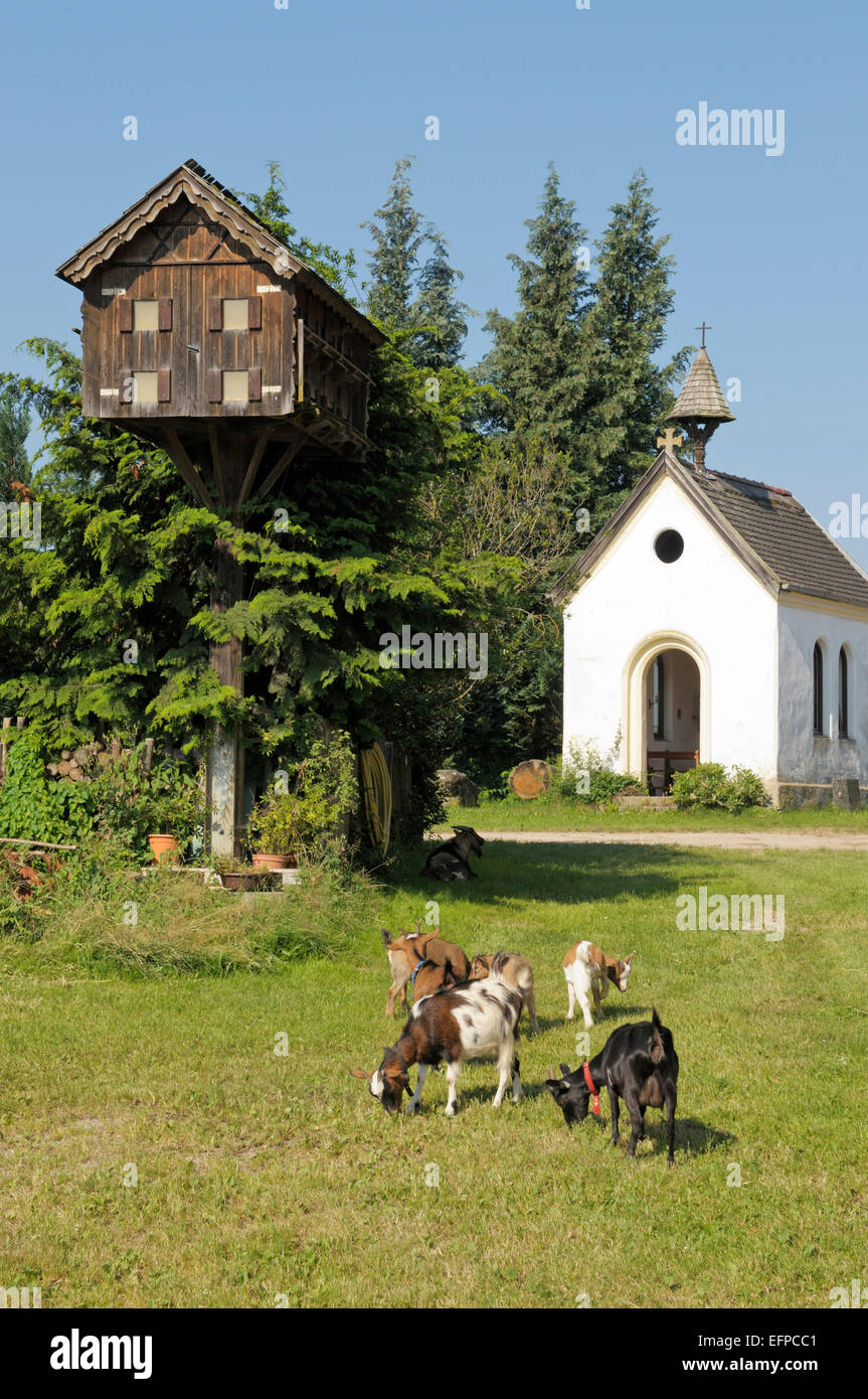 Rural scene farm Bavaria Germany: Pygmy goats grazing front dovecote ...