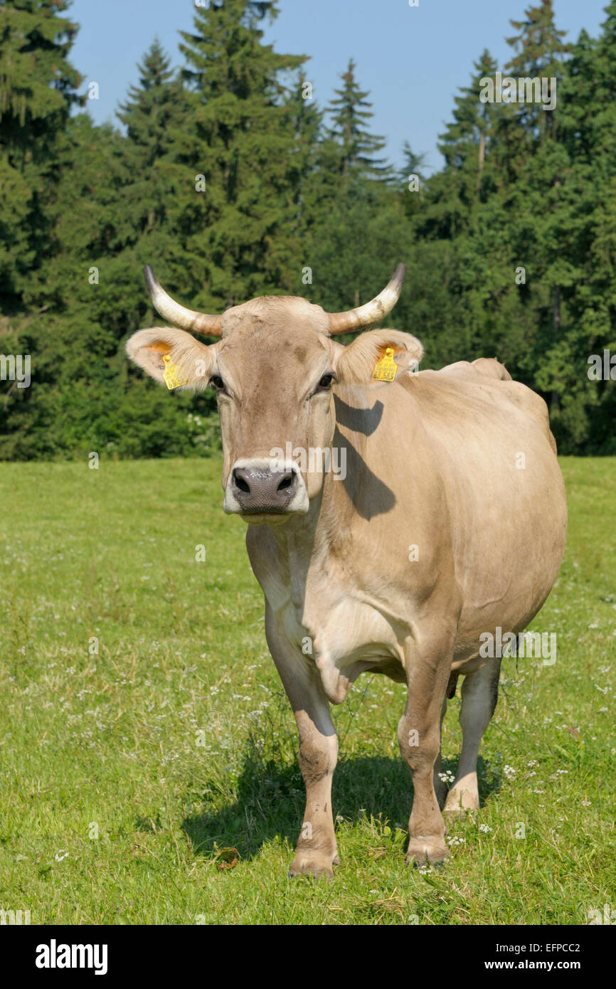 Braunvieh Cattle