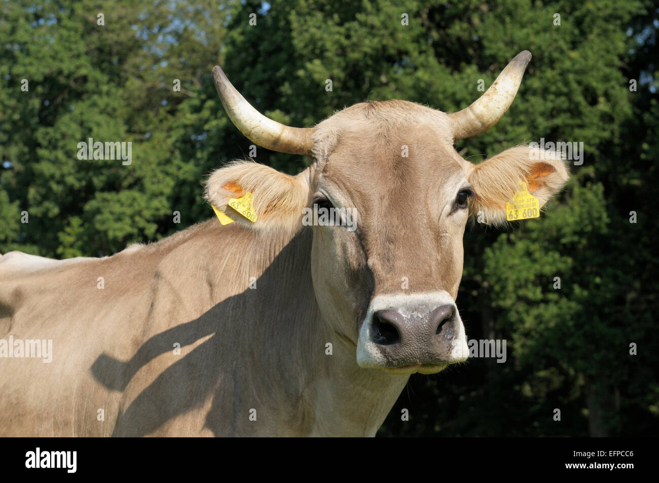 Braunvieh Cattle Cow pasture Upper Bavaria Germany Stock Photo - Alamy