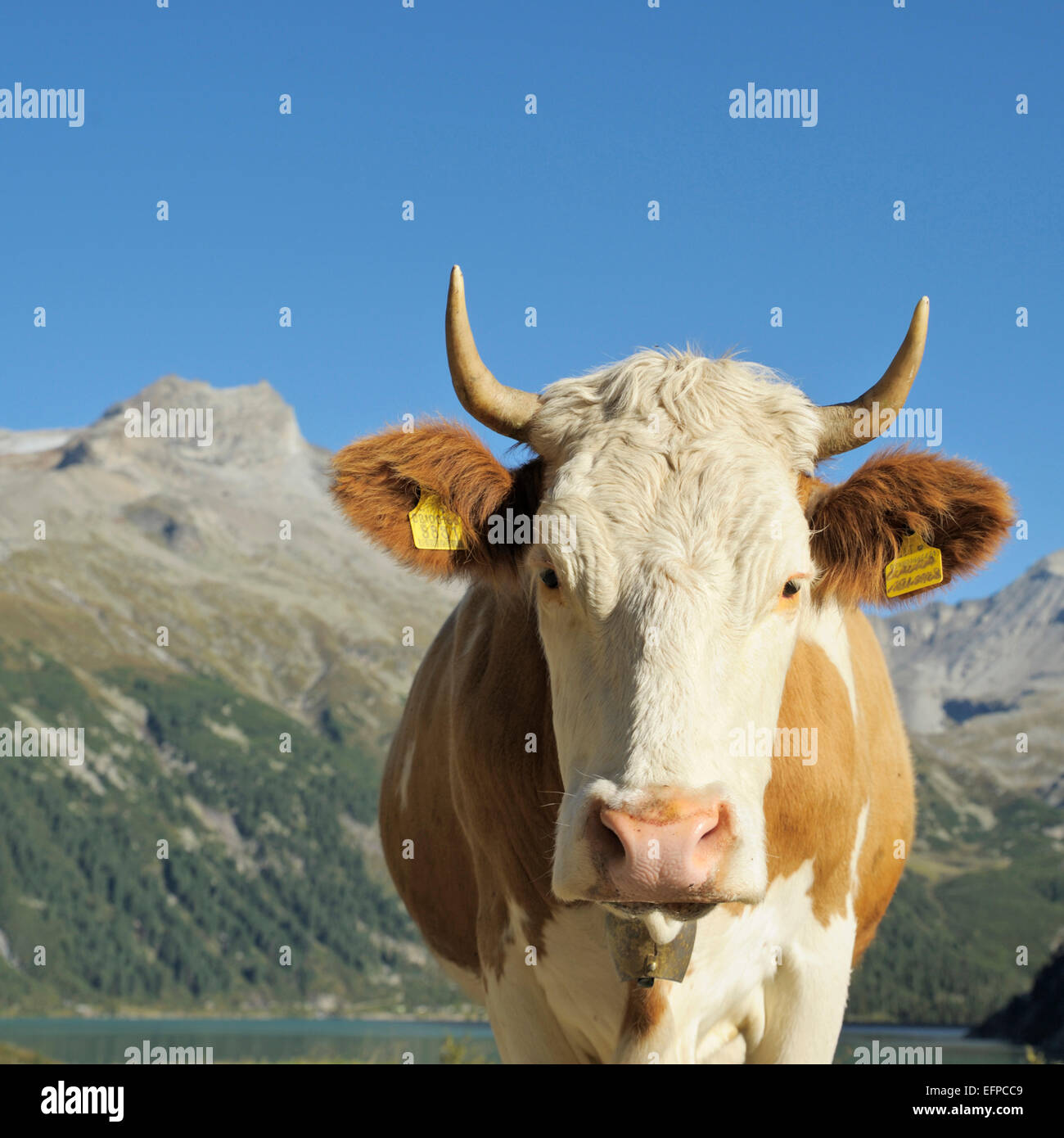 Simmental Cattle Portrait adult cow seen against mountainous background ...
