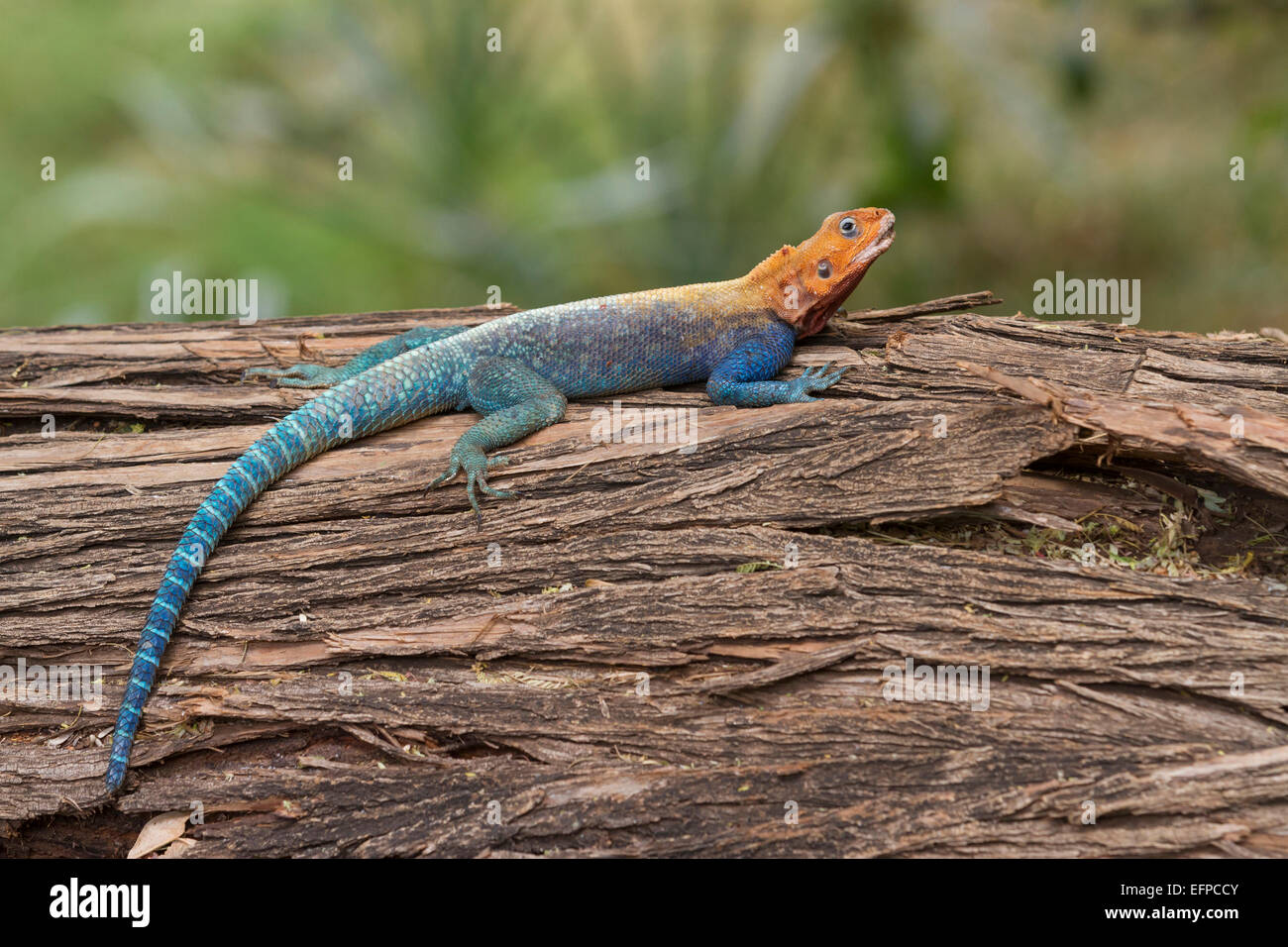 Agama Agama agama Male tree trunk Samburu National Reserve Kenia Stock ...
